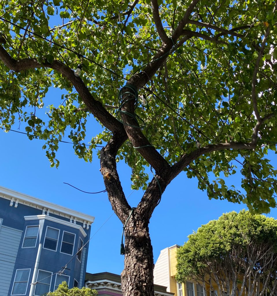 Permanent Tree Installation Hayes Valley Lloyd Silverstein - Hayes ...