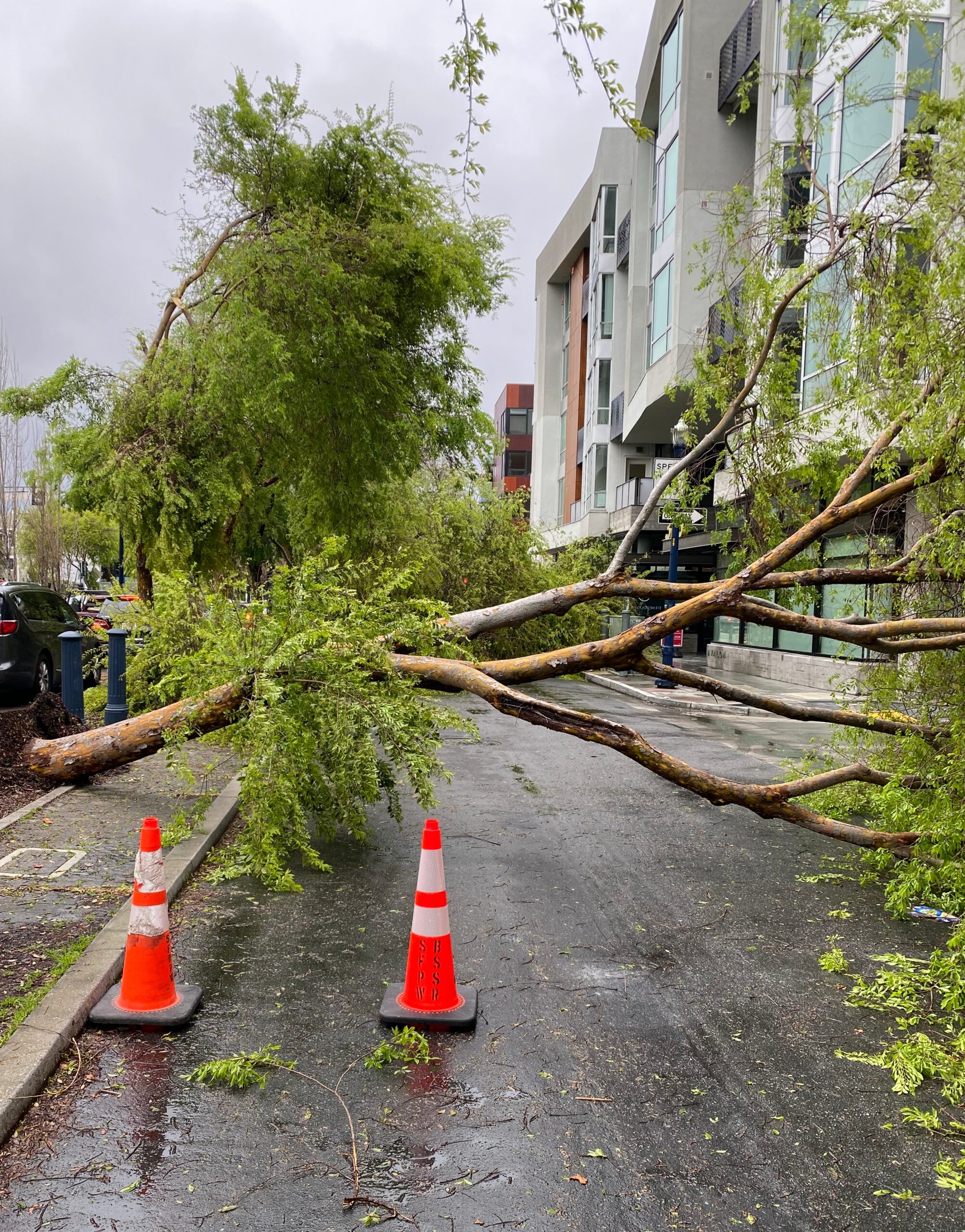Fallen Trees in Hayes Valley - Hayes Valley San Francisco